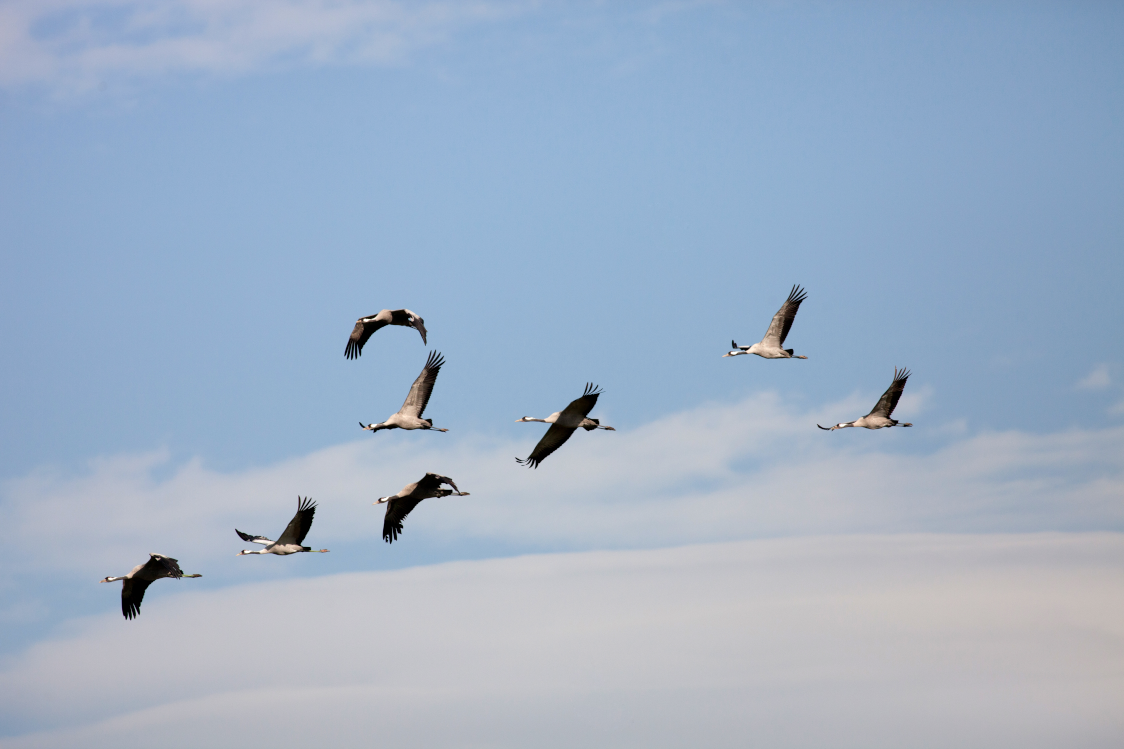 Slik orienterer fugler seg – Norges Optikerforbund